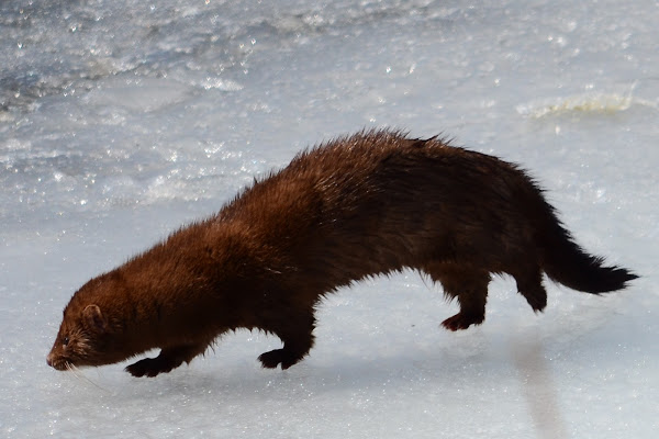 American Mink | Project Noah