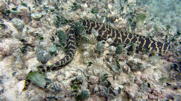 Chain Moray Eel | Project Noah