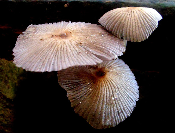 Mycena | Project Noah