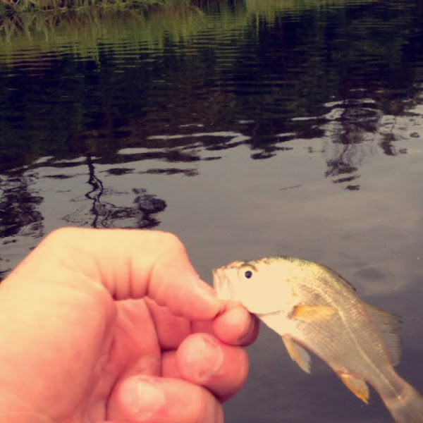 Sand perch | Project Noah