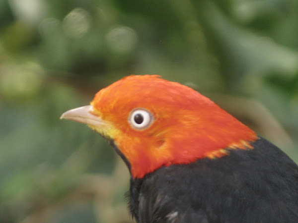 Red-capped Manakin | Project Noah