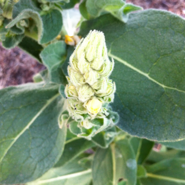 Common Mullein | Project Noah
