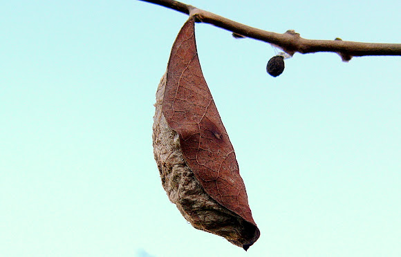 Promethea Silk Moth Cocoon | Project Noah
