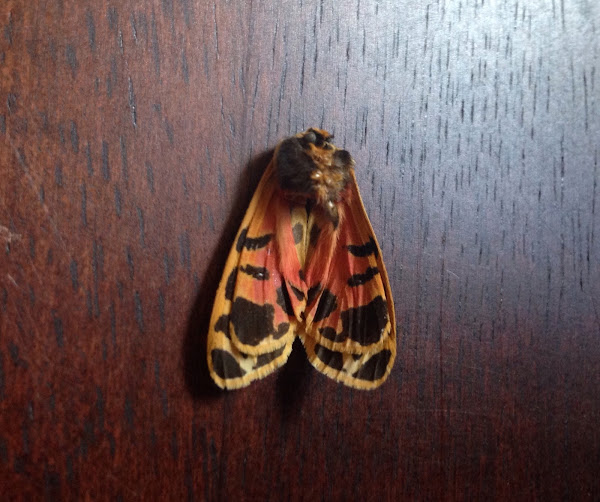 Mexican Tiger Moth | Project Noah