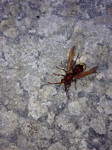 red paper wasp | Project Noah