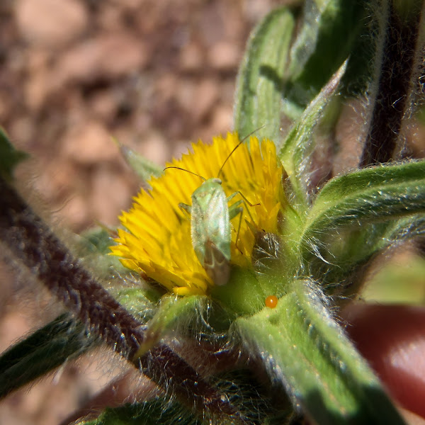 Common green capsid. Chinche de las flores | Project Noah