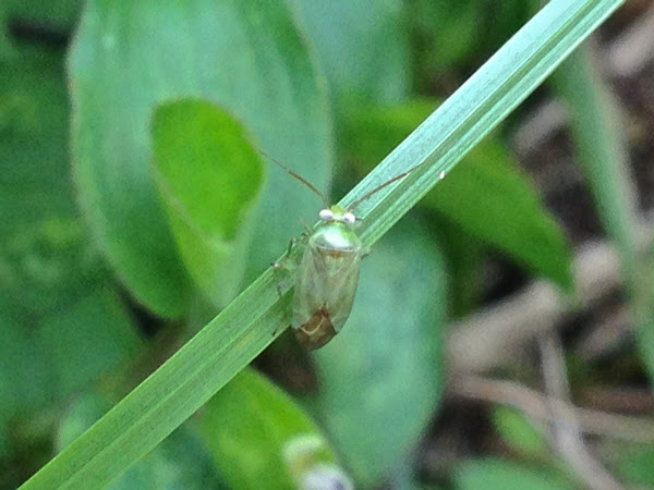 Broken-backed Bug | Project Noah