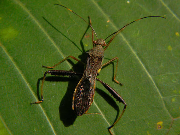 large brown bean bug, pod-sucking bug | Project Noah