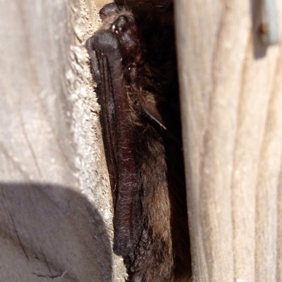 vesper bat | Project Noah