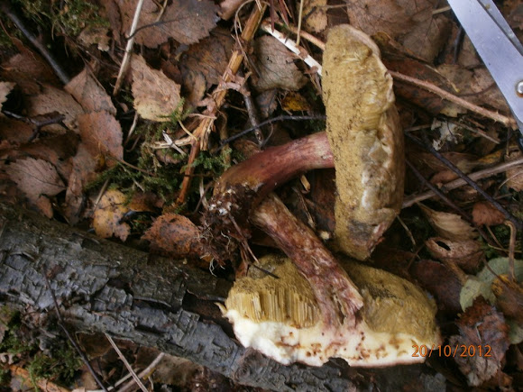 Bolete sp. | Project Noah