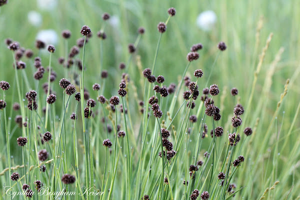 Alaskan Cotton Grass | Project Noah