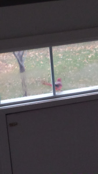 Red Cardinal | Project Noah