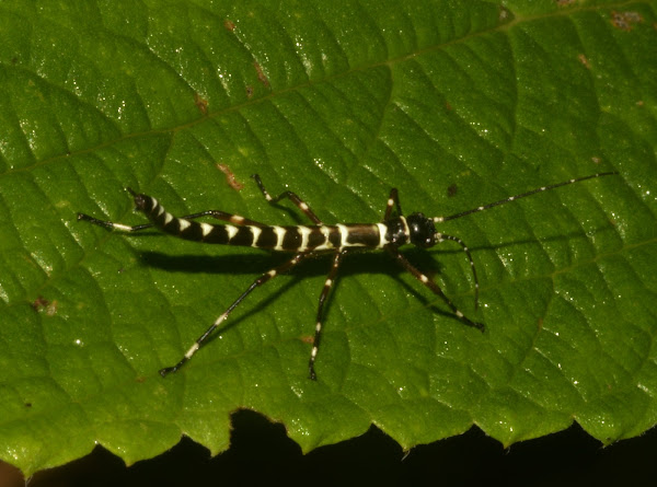 Black-and-Red Stick Insect, Phasmid | Project Noah
