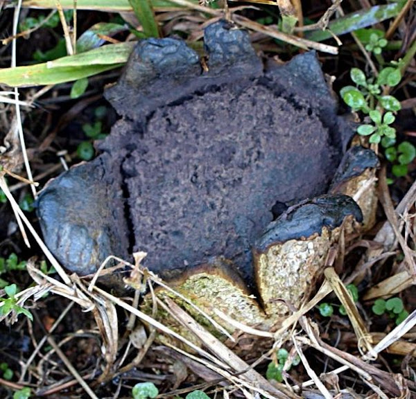 Scleroderma geaster | Project Noah