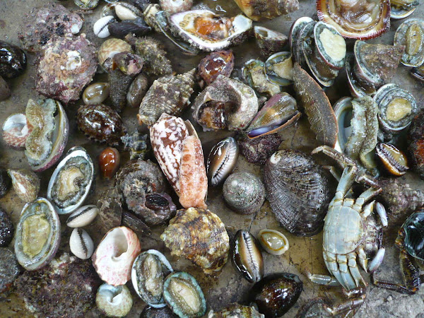 Philippine Mollusks | Project Noah