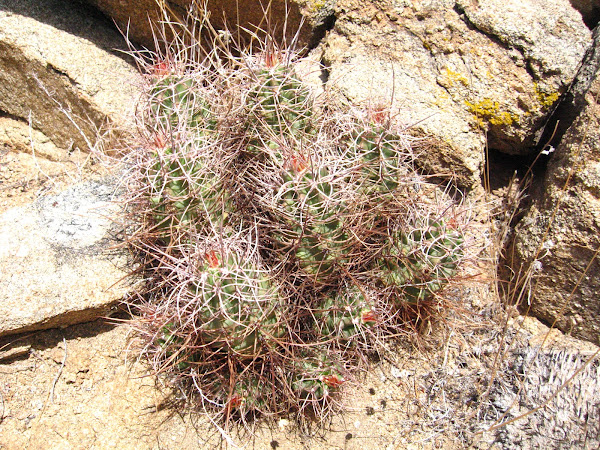 Mojave mound cactus | Project Noah