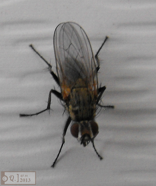 Housefly | Project Noah
