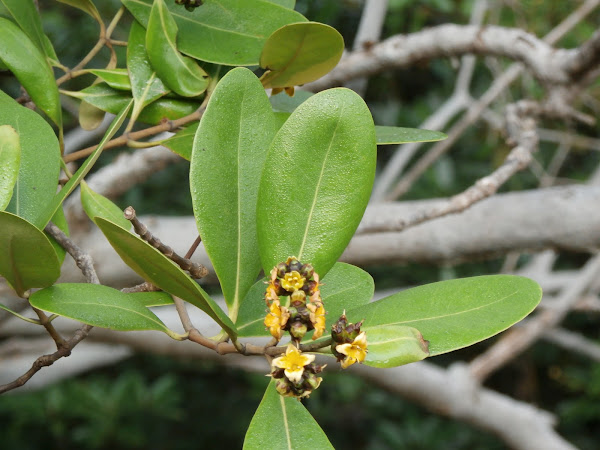 White Mangrove, Indian Mangrove, Api-api Ludat | Project Noah