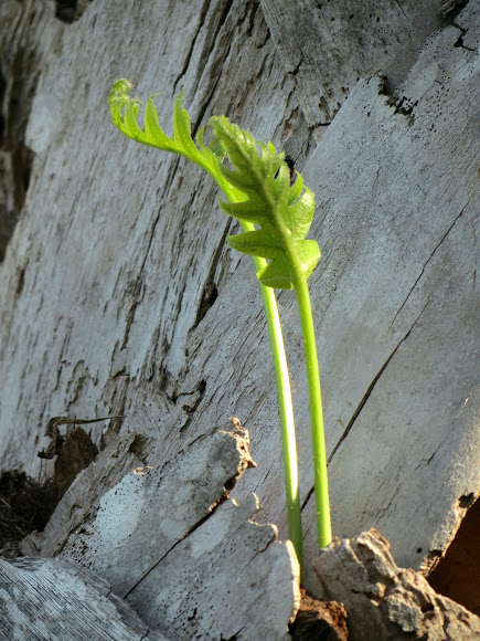 Cabbage palm fern | Project Noah