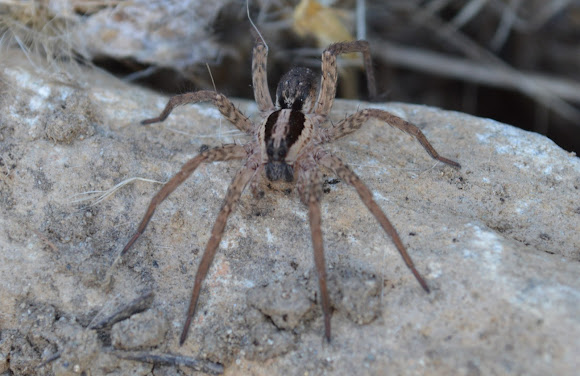 Rustic Wolf Spider | Project Noah
