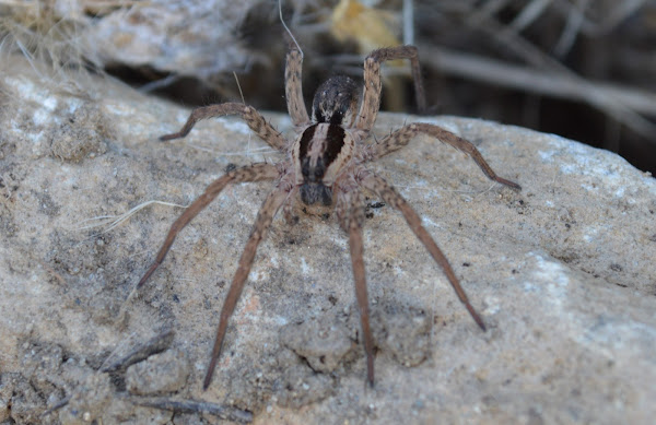 Rustic Wolf Spider | Project Noah