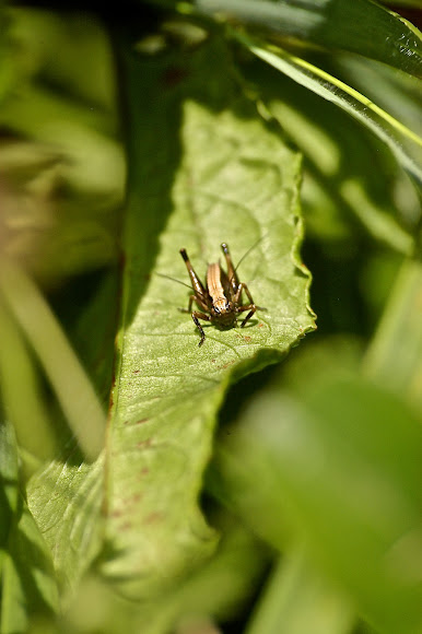 Rufous Grasshopper | Project Noah