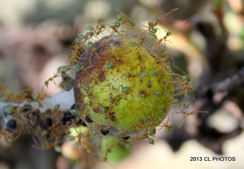 Green Tree Ants | Project Noah