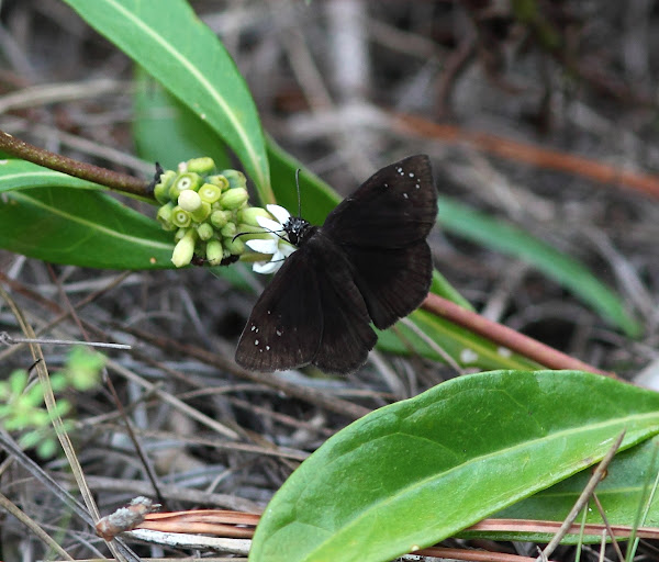 Florida Duskywing | Project Noah