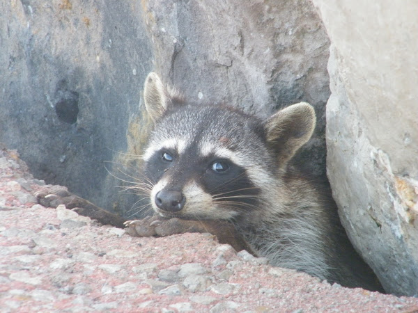 Racoon | Project Noah