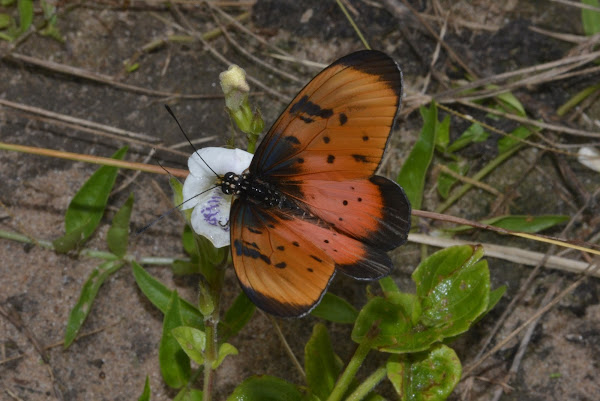 Broad-bordered acraea | Project Noah