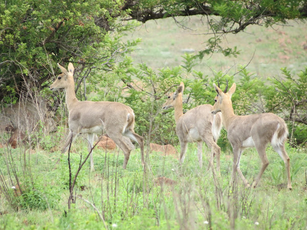Mountain reedbuck | Project Noah
