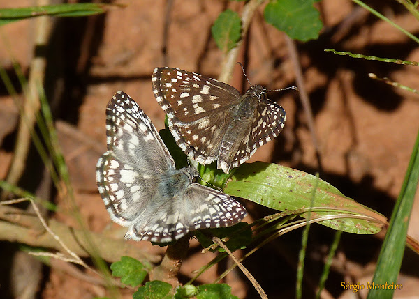 Orcus checkered skipper | Project Noah