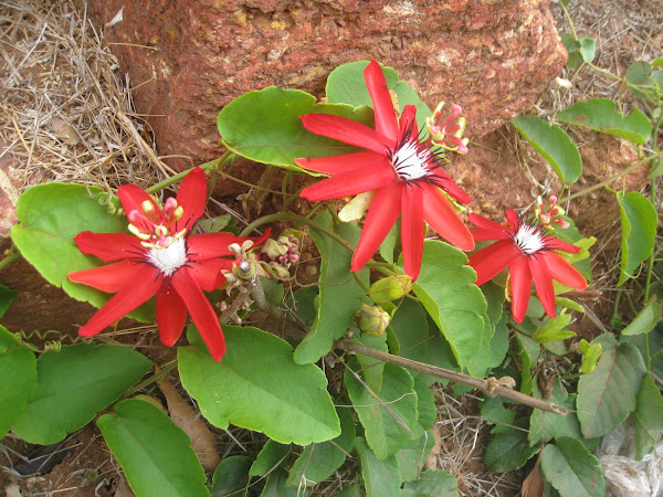 Red Passionflower | Project Noah