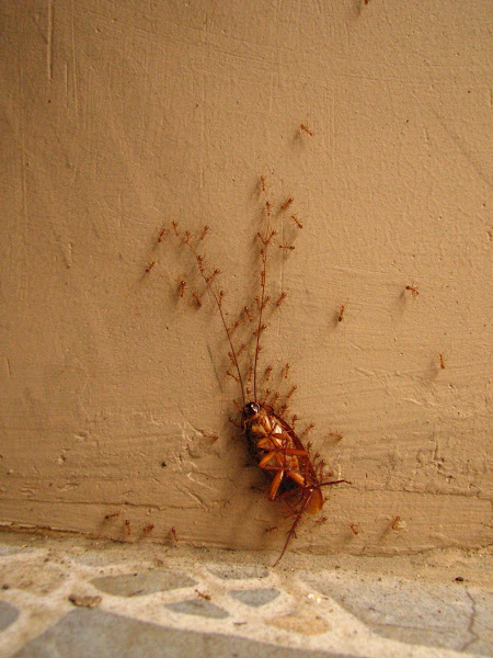 Asian Cockroach | Project Noah