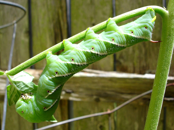 Tobacco Hornworm | Project Noah