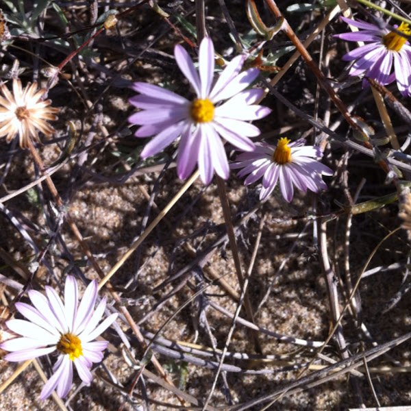 California aster | Project Noah