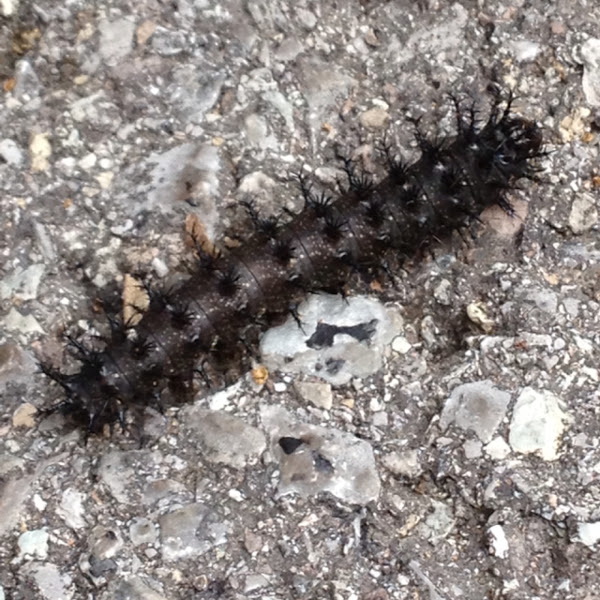 Silvery Checkerspot Caterpillars | Project Noah