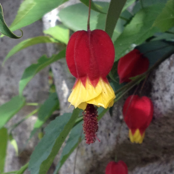 Abutilon "Kentish Belle" | Project Noah