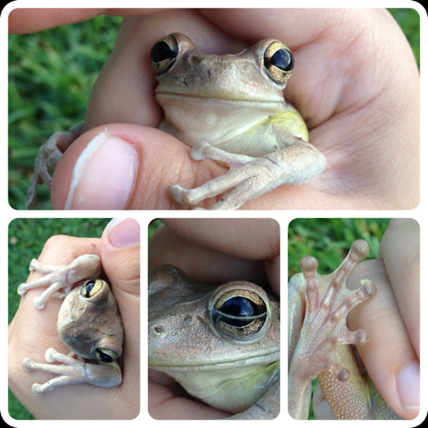 Cuban tree frog | Project Noah