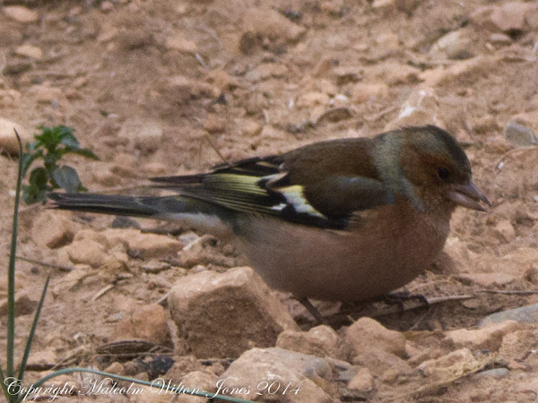 Chaffinch; Pinzón Común | Project Noah