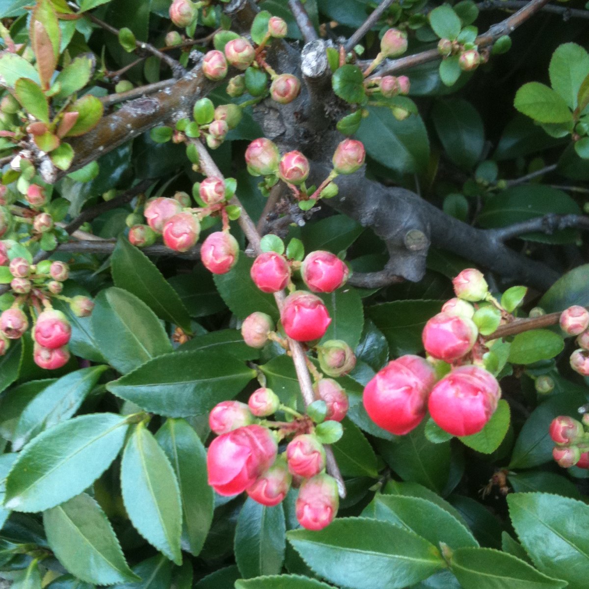 Budding flowers | Project Noah