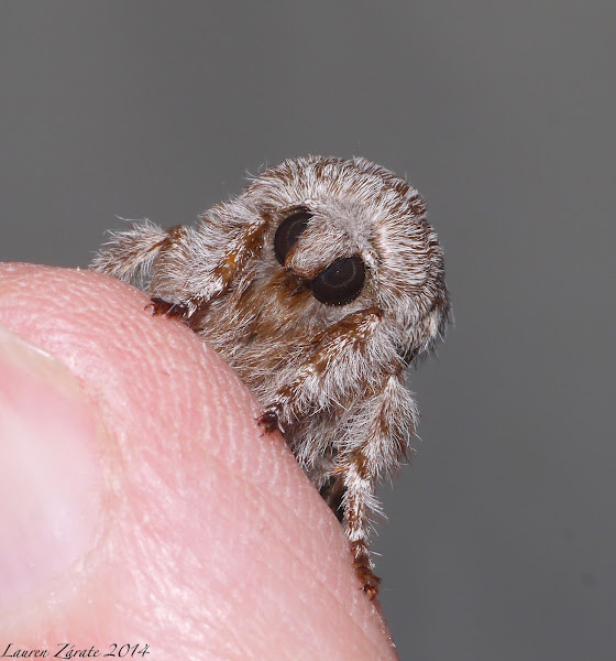 Panthea Owlet Moth | Project Noah