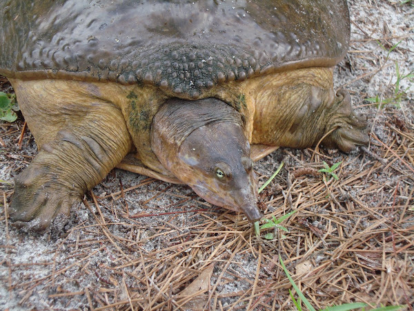 Florida Softshell Turtle | Project Noah