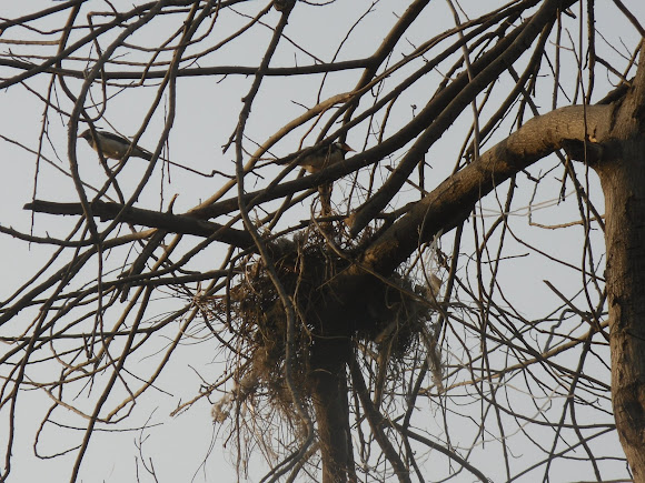 Pied Myna Nest | Project Noah