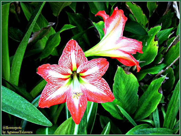 Amaryllis, Hippeastrum Cultivar | Project Noah