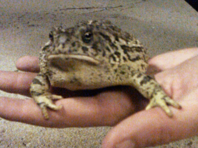 Woodhouse Toad | Project Noah