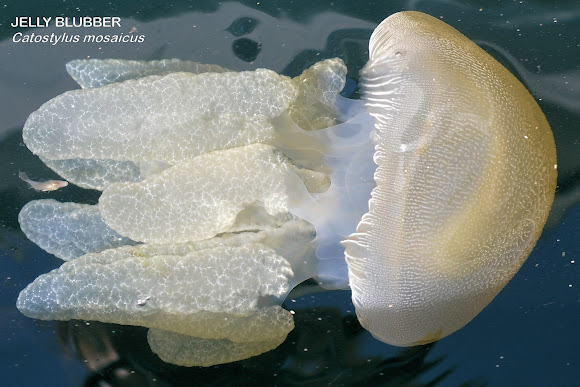 Jelly Blubber | Project Noah