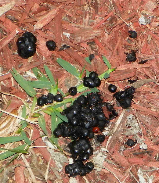 Raccoon Scat | Project Noah