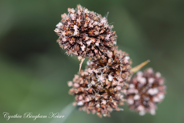 Alaskan Cotton Grass | Project Noah