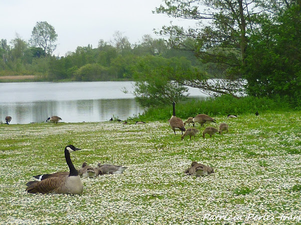 Canada Goose | Project Noah